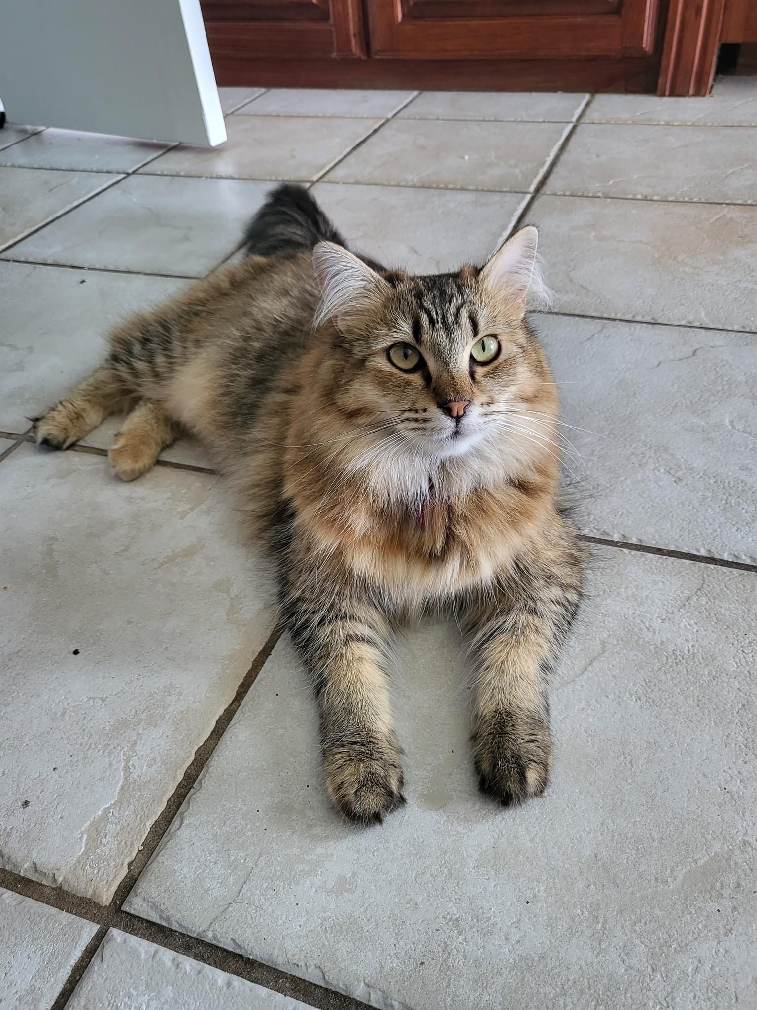 Gallery – Cuerden Cattery